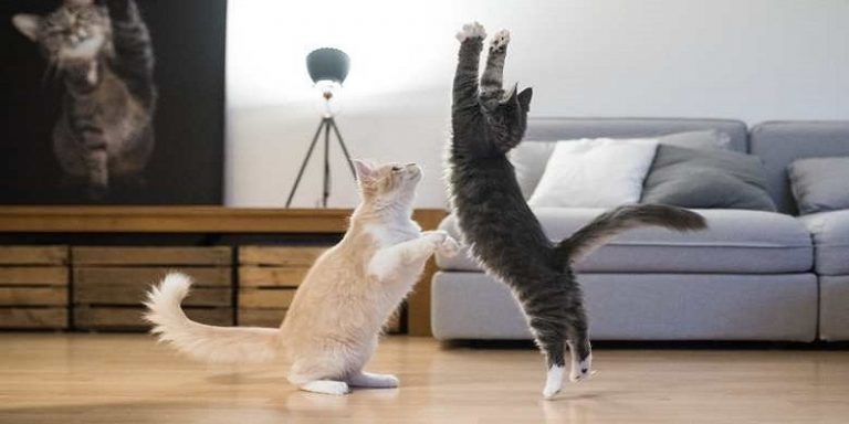Why Do Cats Eat Flies?