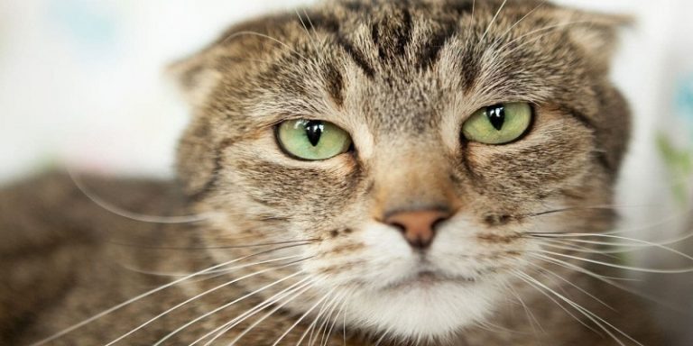 Why Do Cats Hate Singing?