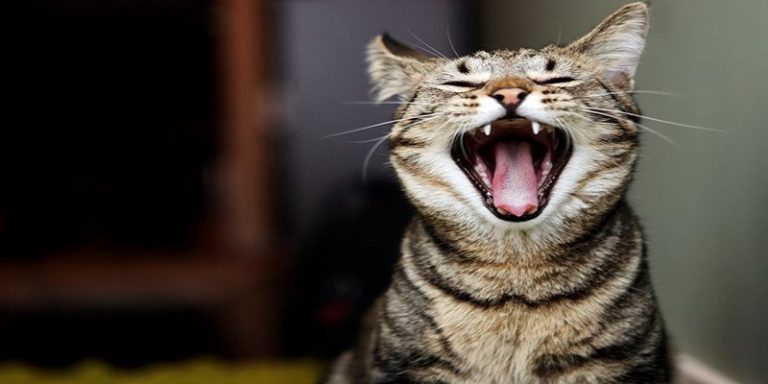Why Do Cats Have Black Lips? - Poultry Care Sunday
