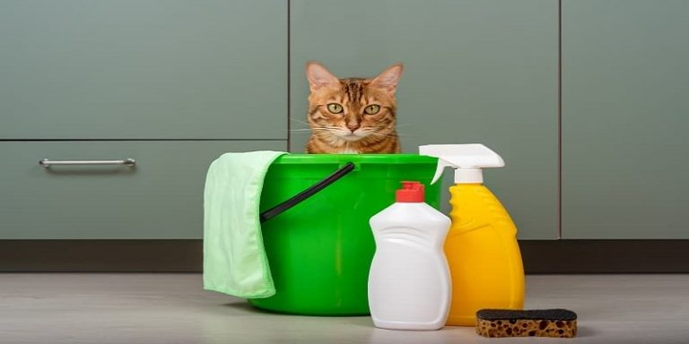 Why Do Cats Like Bleach? - Poultry Care Sunday