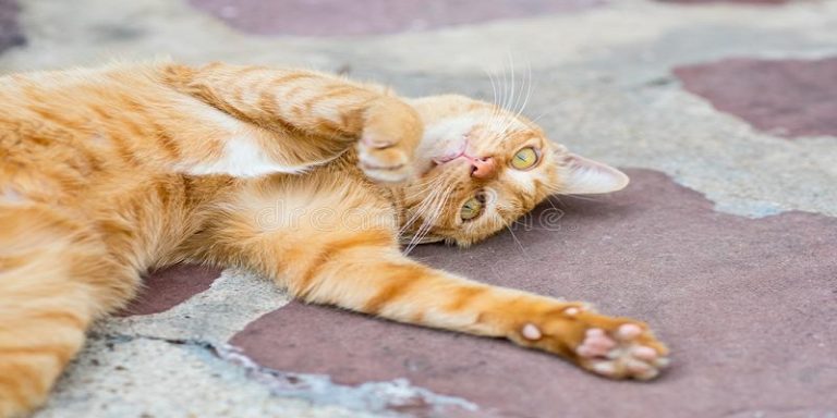 Why Do Cats Roll On Concrete?