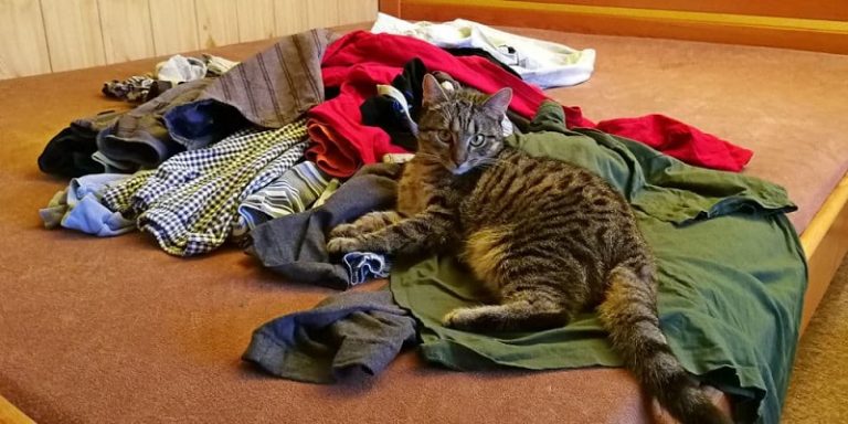 Why Do Cats Rub On Dirty Clothes? - Poultry Care Sunday