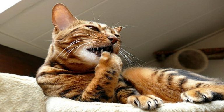 Can Bengal Cats Retract Their Claws?