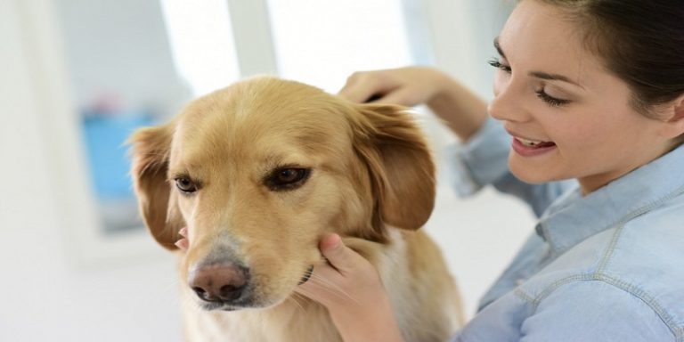 Reasons Grooming Is Vital To Your Dog's Health