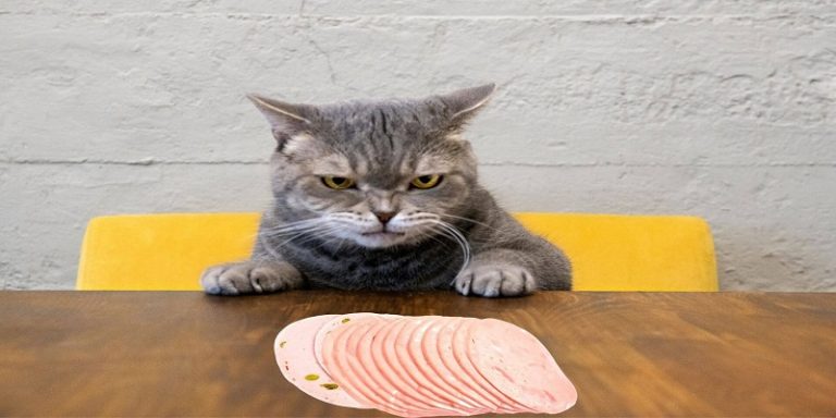 Can Cats Eat Bologna?
