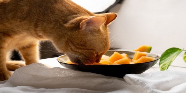 Can Cats Eat Mango?