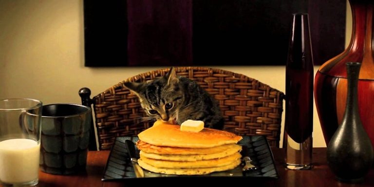Can Cats Eat Pancakes?