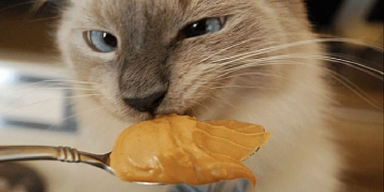 Can Cats Eat Peanut Butter?