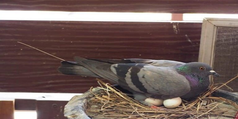 How Long Do Pigeon Eggs Take To Hatch? - Poultry Care Sunday