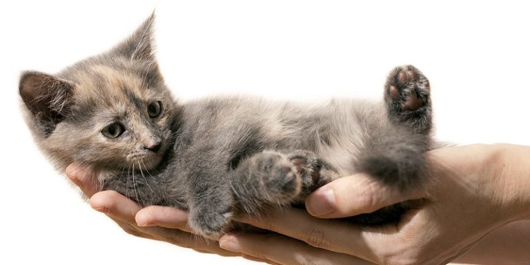 What Is A Dilute Tortie Cat?