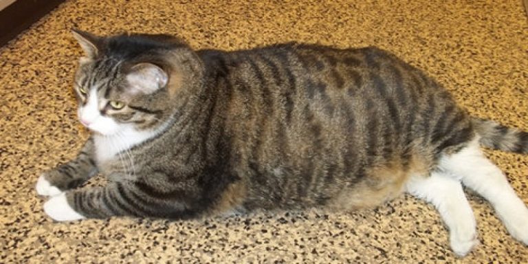 Why Are Tabby Cats Fat?