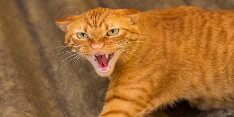 Why Do Cats Growl?