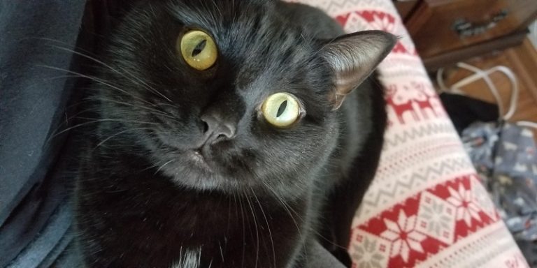 Why Do Cats Have Snake Eyes?