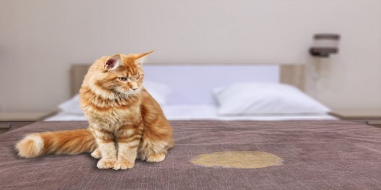 Why Is My Cat Pooping On My Bed?