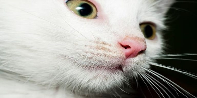 Why Is My Cats Nose Dry?