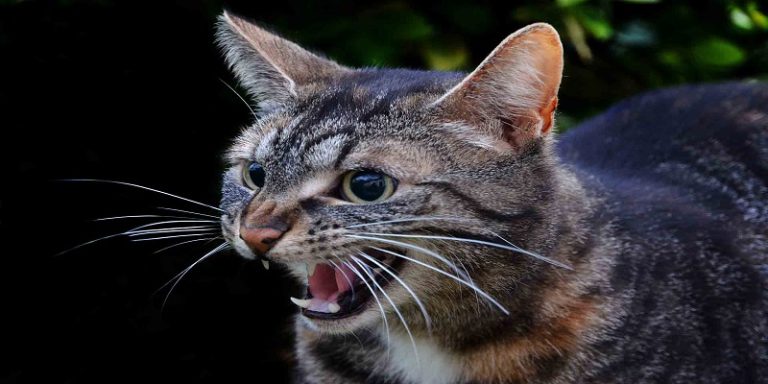 Can Cats Sense Danger?