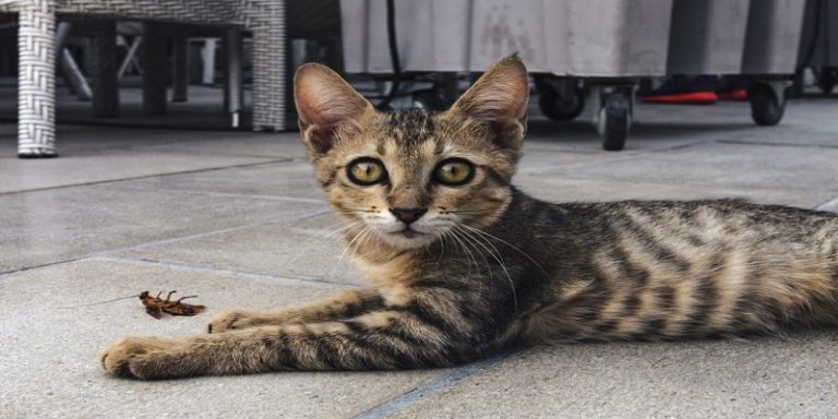 Do Cats Eat Cockroaches?