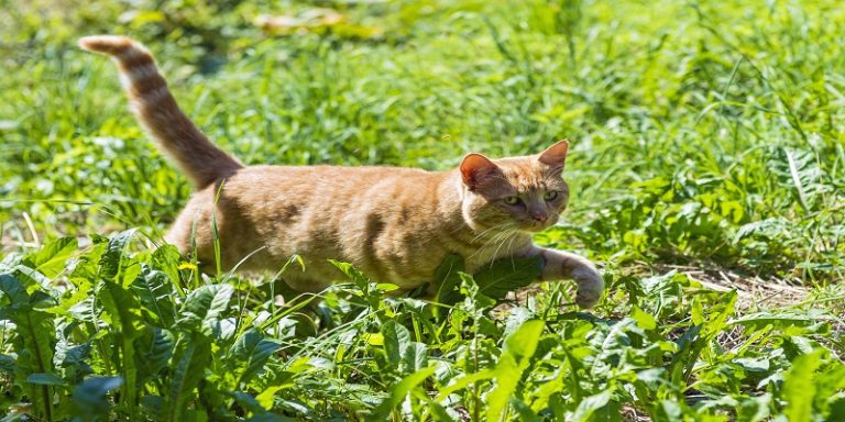 Do Cats Have Control Of Their Tails? - Poultry Care Sunday