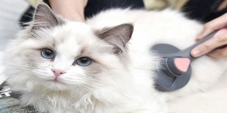 Do Ragdoll Cats Shed?