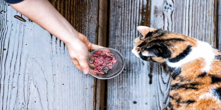 What To Feed Stray Cats?