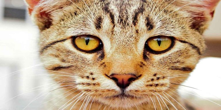 Why Do Cats Pupils Get Big?