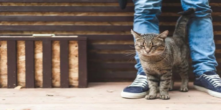Why Do Cats Walk In Front Of You? - Poultry Care Sunday