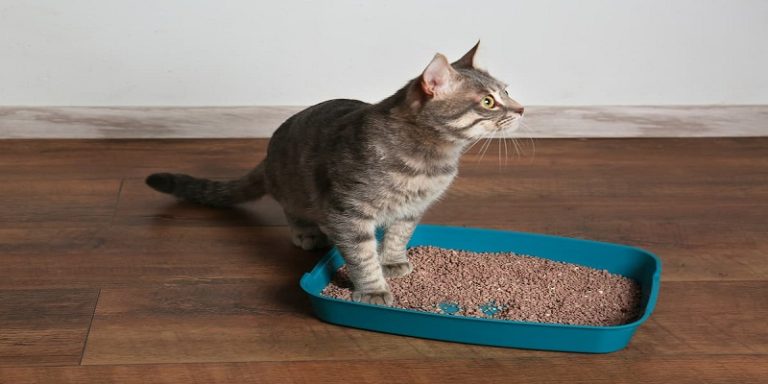 Why Does My Cat Howl Before And After Using Litter Box?