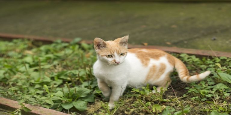 Can Cats Break Their Tail?