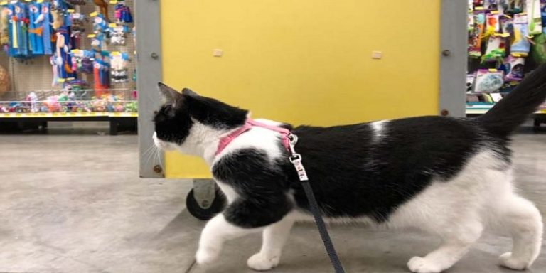 Can You Bring Cats In Stores?