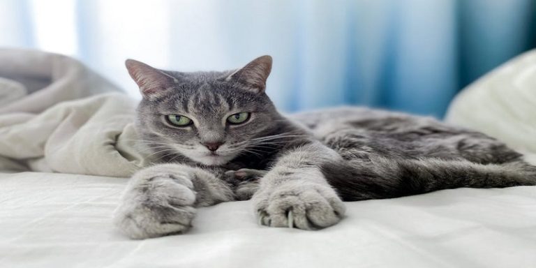 Why Do Cats Make Muffins? - Poultry Care Sunday