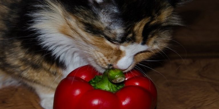 Can Cats Eat Pepper?