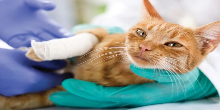Do Cats Get Hurt When They Fall?