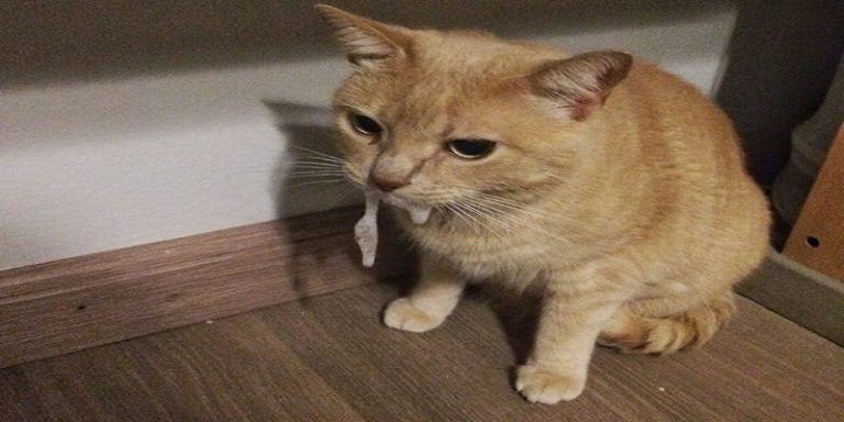 Why Is My Cat Drooling Excessively Suddenly?