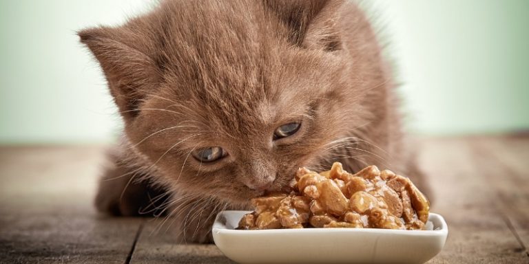 The 10 Best Cat Food For Anemic Cats Of 2025