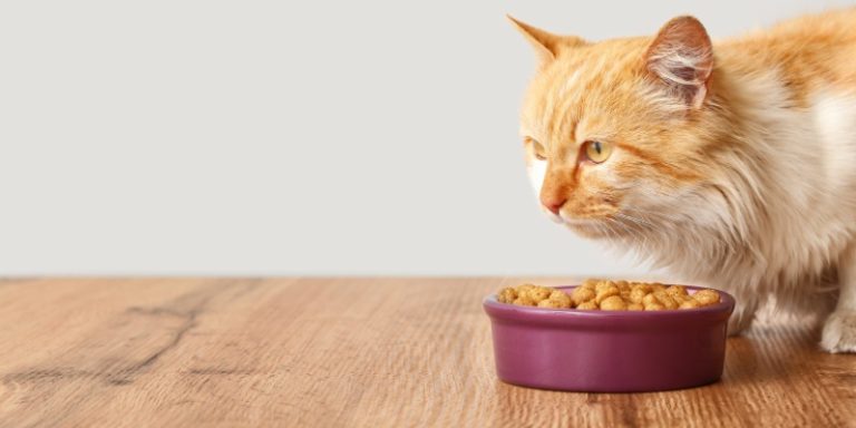 The 10 Best Cat Food Toppers Of 2025
