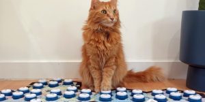 The 10 Best Talking Buttons For Cats of 2026 - Poultry Care Sunday