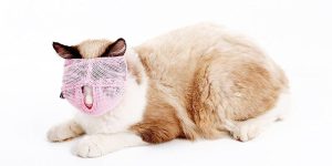 10 Best Cat Muzzles Of 2025 - Our Top Picks & Reviews