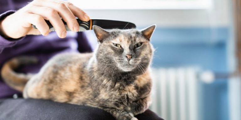 The 10 Best Flea Combs For Cats In 2025