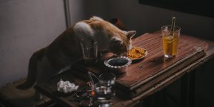 Palatant Ingredients Decoded: What They Are and Why Your Pet Craves Them