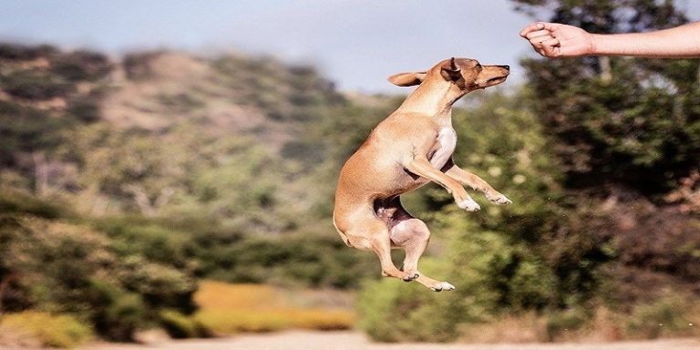How High Can A Dog Jump Without Getting Hurt?