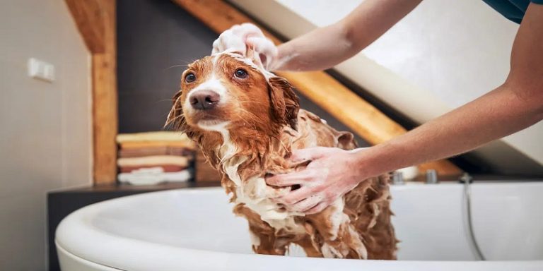 How Often Should You Bathe Your Dog?