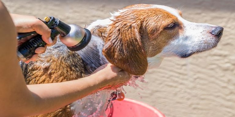 How To Bathe A Dog Sprayed By A Skunk?