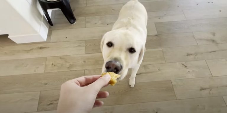 Can Dogs Eat Chicken Nuggets?