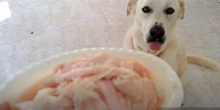 Can Dogs Eat Chicken Skin?