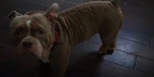 Can Dogs Get Chicken Pox? Unveiling the Truth!