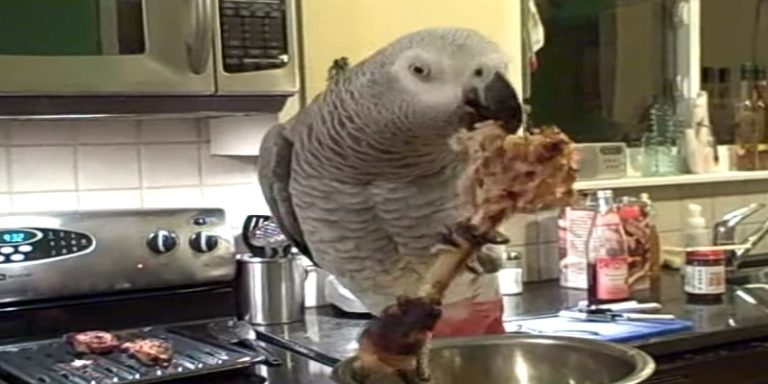 Can Parrots Eat Chicken? Expert Answers!
