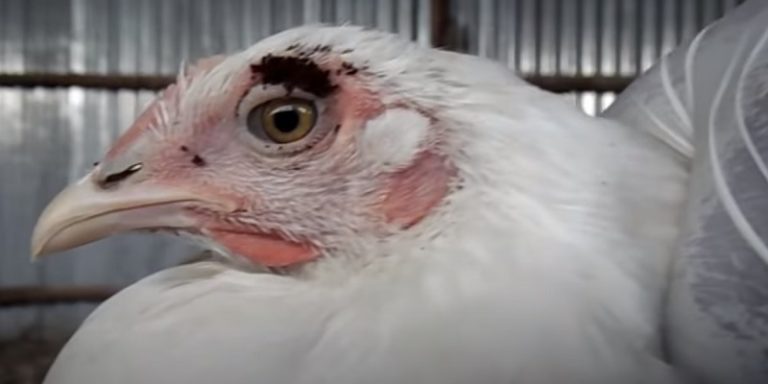 Can Chickens Get Fleas?