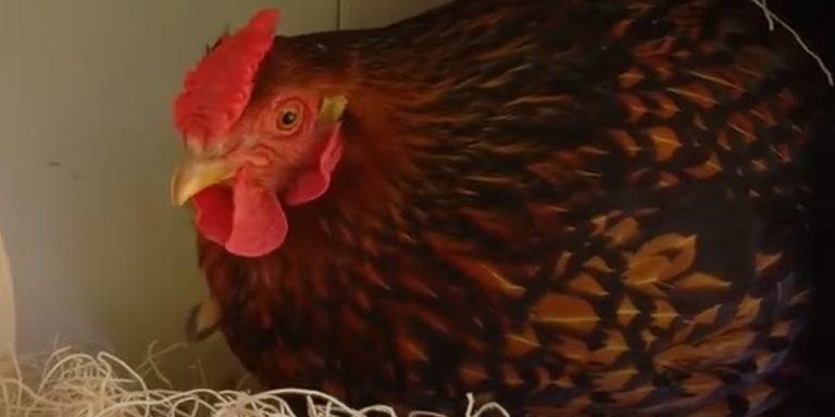 Can You Get Omega-3 From Chicken?