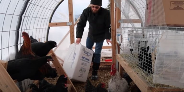 Do Chicken Coops Smell?