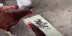 Do Chickens Eat Mice?